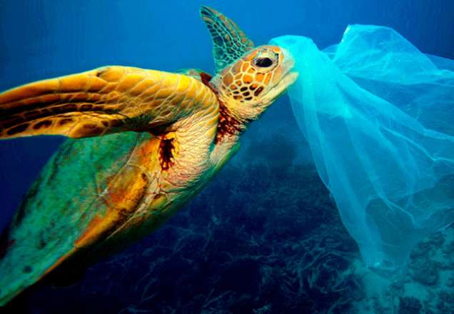 9 hábitos conscientes para ajudar a salvar o mundo! - SBT