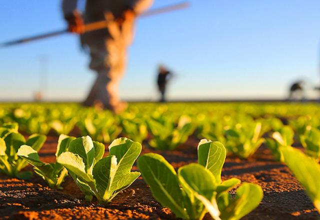 SEAGRI: Secretário da agricultura faz balanço de 2020 - SBT